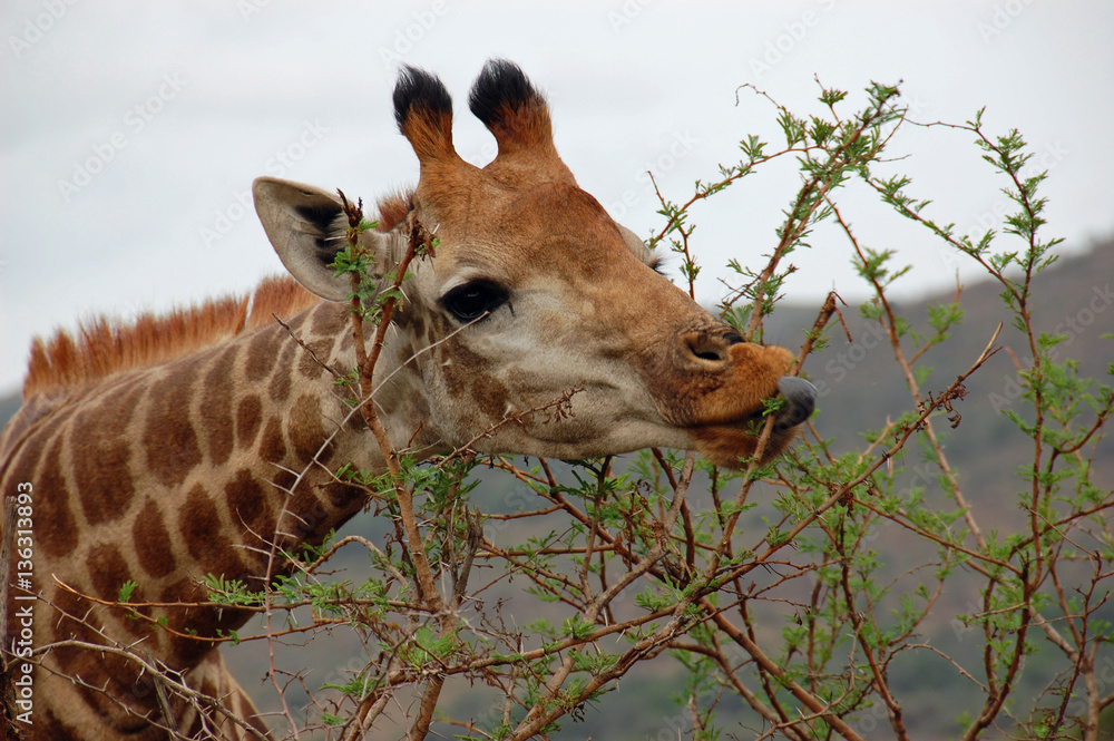Giraffe showing it`s grey tongue while eating scrub head closeup Stock ...