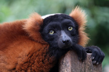 Red Ruffed Lemur Face Free Stock Photo - Public Domain Pictures