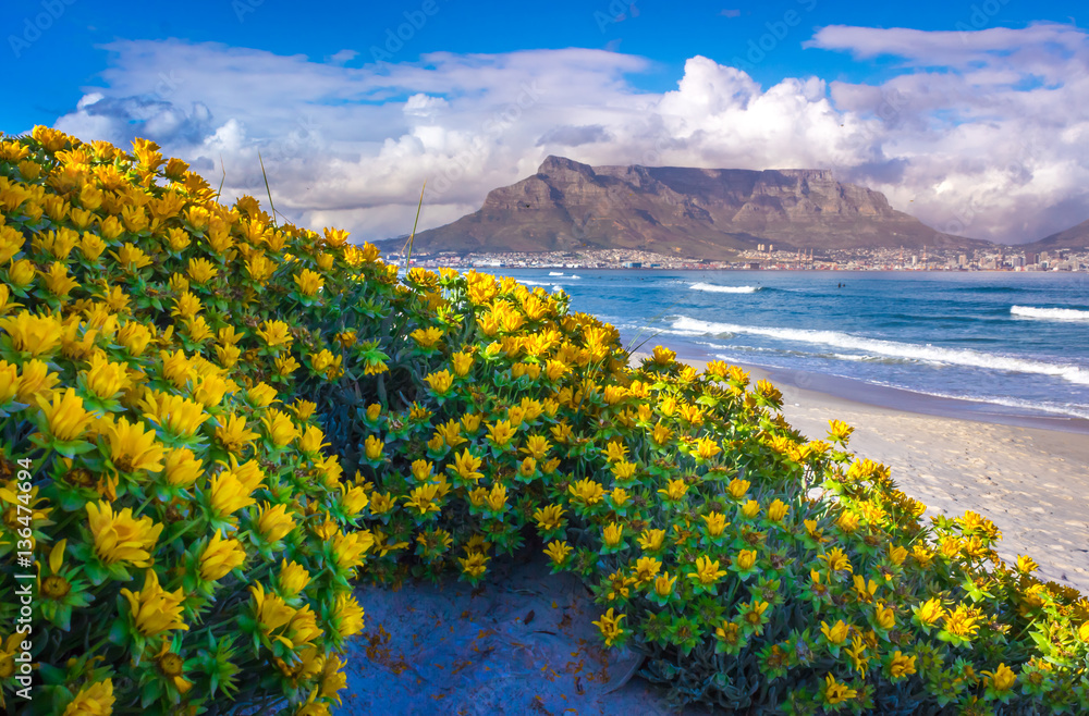 View of Table Mountain from Milnerton Beach with beautiful yellow ...