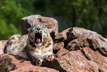 Snow Leopard Yawning Free Stock Photo - Public Domain Pictures