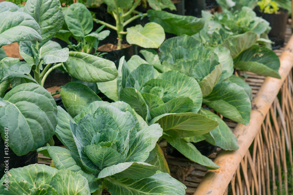 Gai lan is the Chinese name for a vegetable that is also known as ...