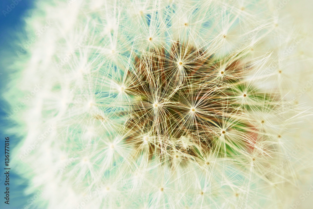 Stock-Foto „Pusteblume blauer Hintergrund - Nahaufnahme“ | Adobe Stock