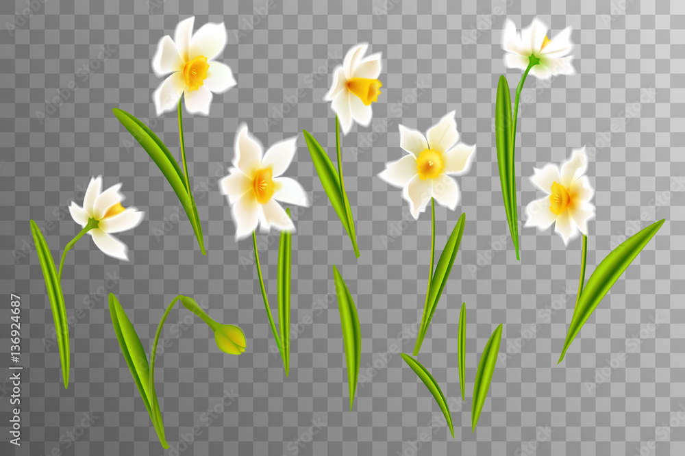 Narcissus. Vector realistic flowers. On a transparent background. Stock ...