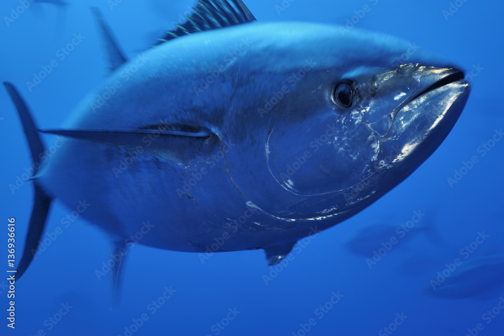 Atlantic bluefin tuna (Thunnus thynnus) portrait, captive, Malta ...