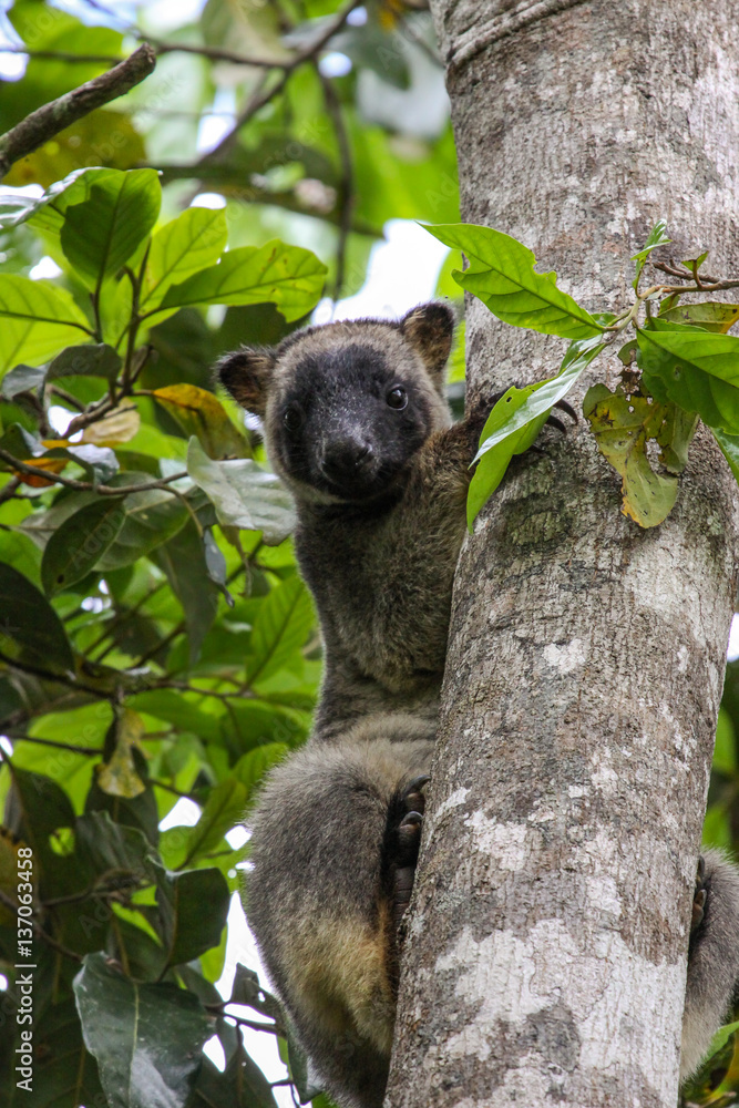 Very rare Lumholtz tree kangaroo climbing up a tree in the rainforest ...