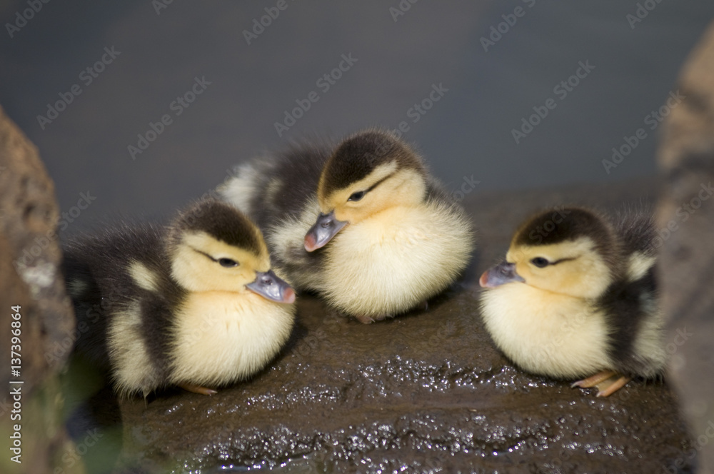 Baby Ducks Stock Photo | Adobe Stock