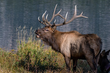 Bull Elk Calling Free Stock Photo - Public Domain Pictures