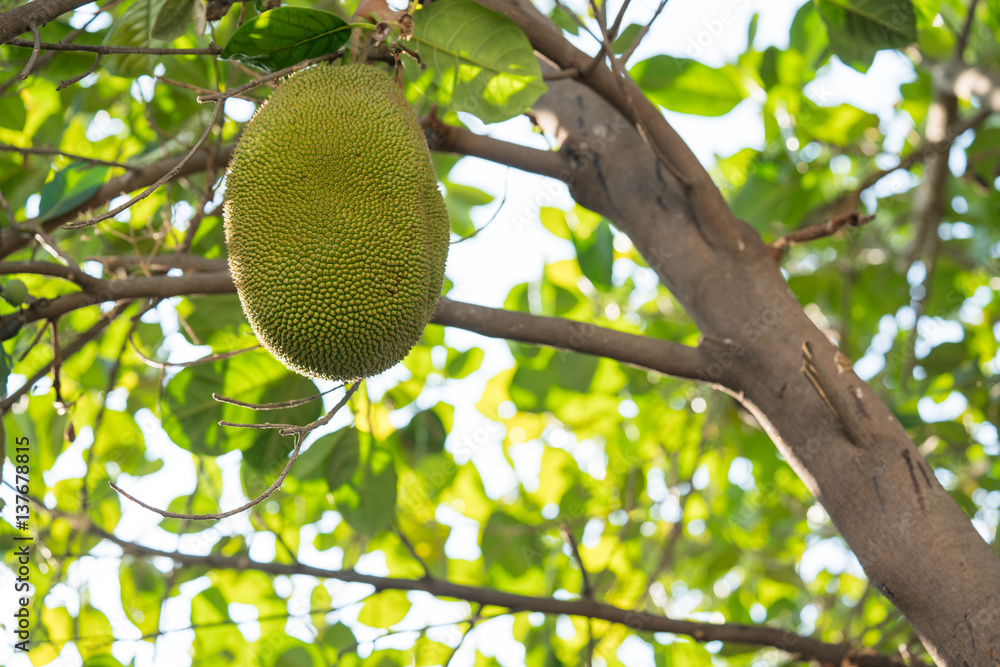 Jackfruit on jack tree with day light through leaves background. The ...