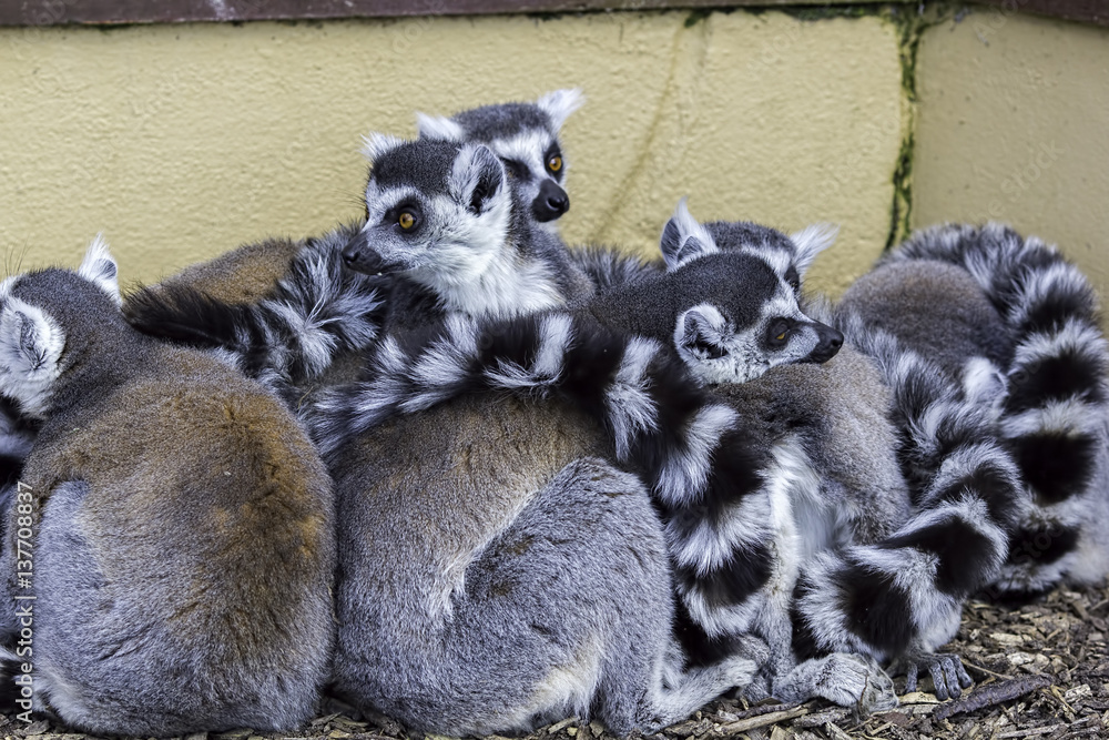 Animals keeping warm.. Group of ring-tailed lemurs (called a conspiracy ...