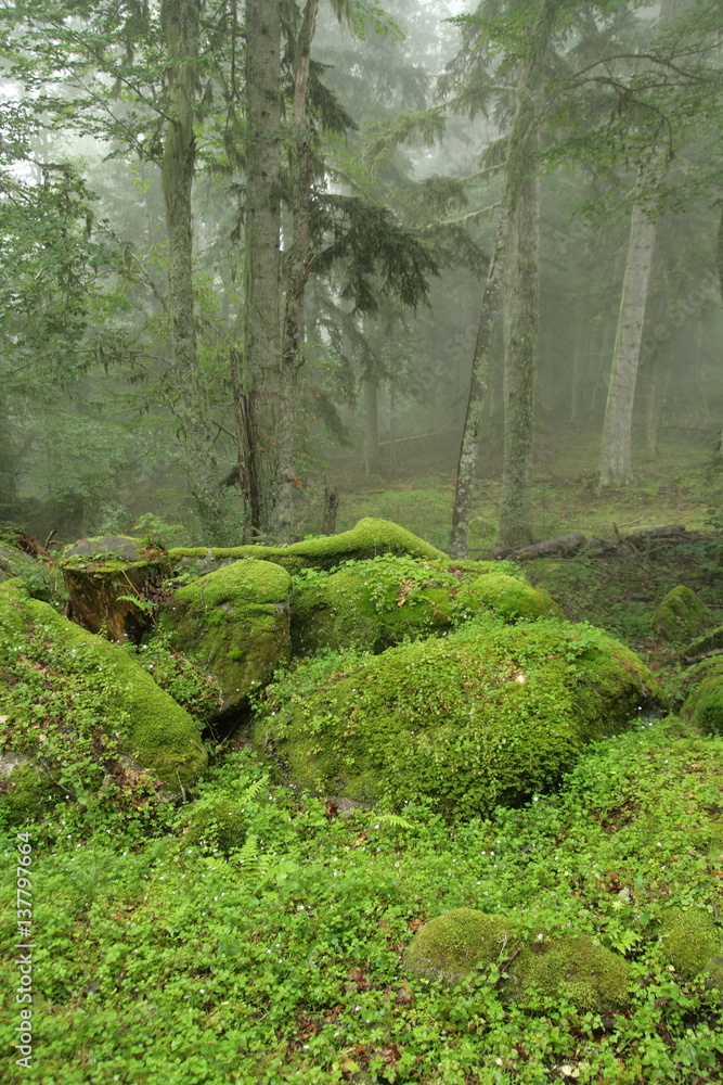 Fototapeta Mech w lesie (137797664) - mech, las, drzewa, Fototapety ...