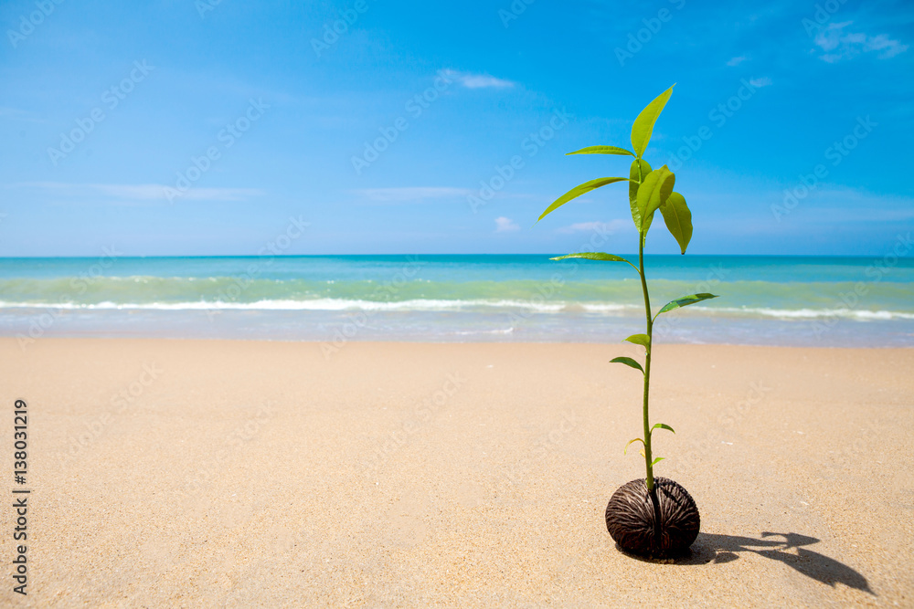 growing on the beach,Sprout of pong pong tree Suicide tree, Pong-pong ...