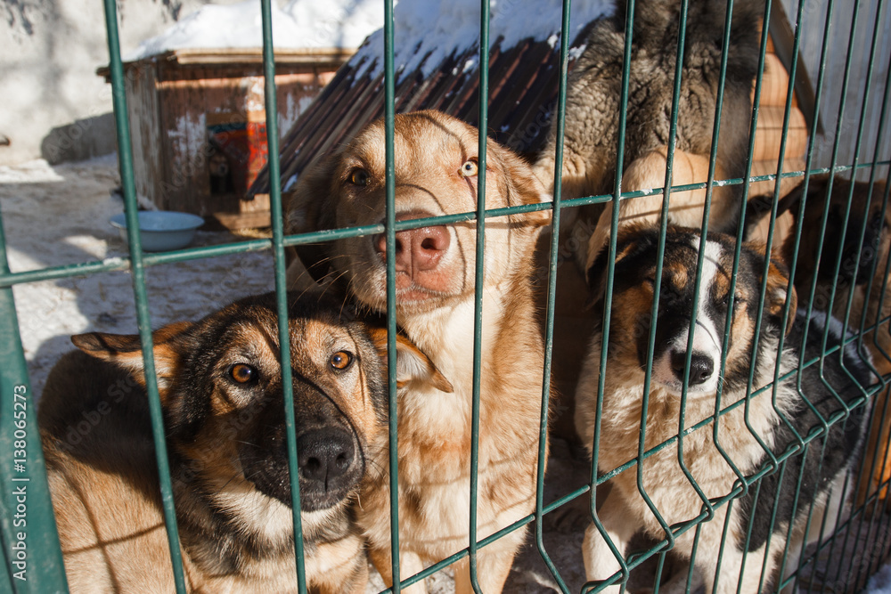 Abandoned dog in the kennel,homeless dog behind bars in an animal ...