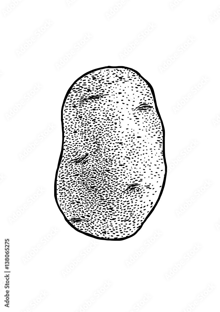 Potato illustration, drawing, engraving, line art, vegetable, vector ...