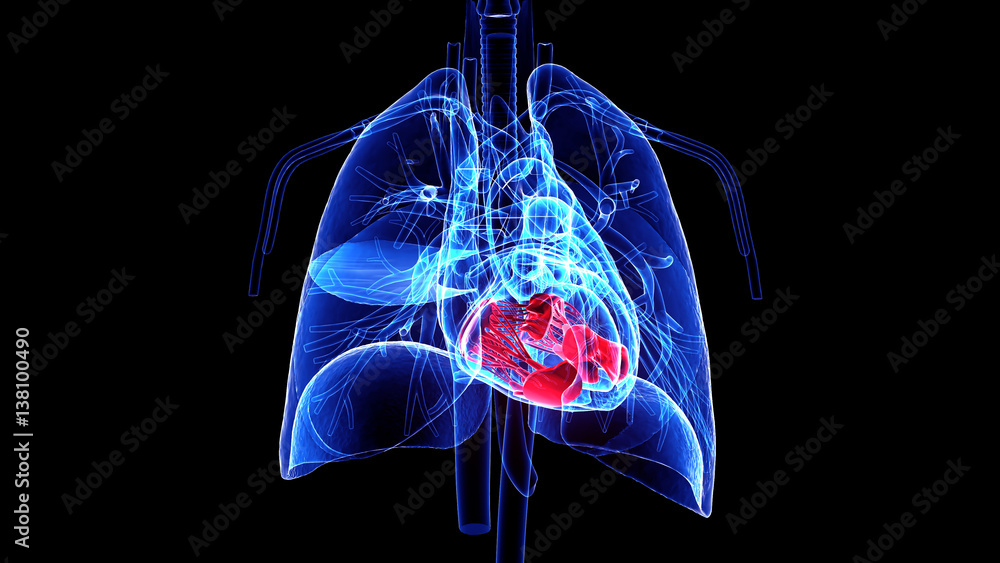3d rendered medically accurate illustration of human heart anatomy ...