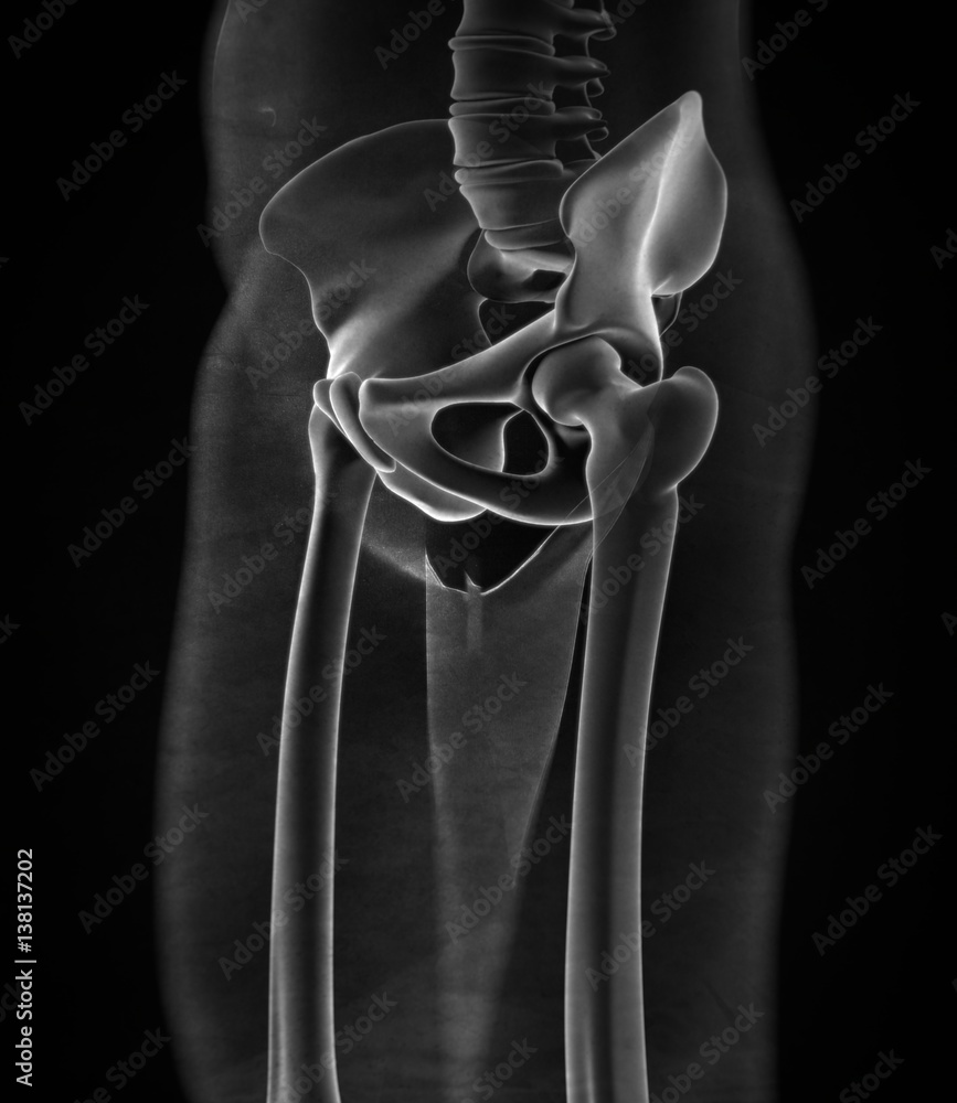 Ilium bone, hip bone or pelvis. Human anatomy, bone skeletal strucure ...