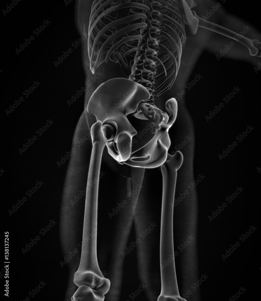 Ilustración de Stock Ilium bone, hip bone or pelvis. Human anatomy ...