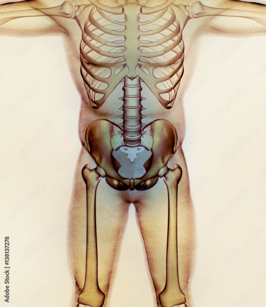 Ilium Bone Hip Bone Or Pelvis Human Anatomy Bone Skeletal Strucure