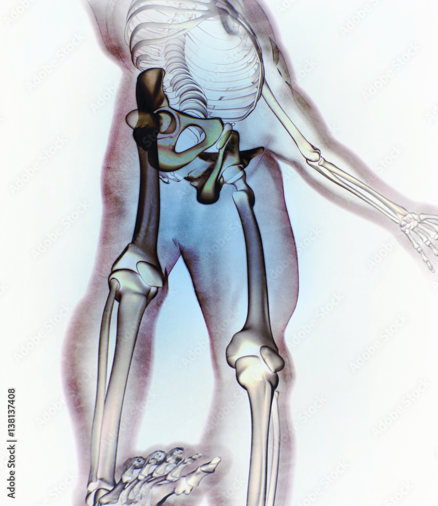 Stock-Illustration „Ilium bone, hip bone or pelvis. Human anatomy, bone ...