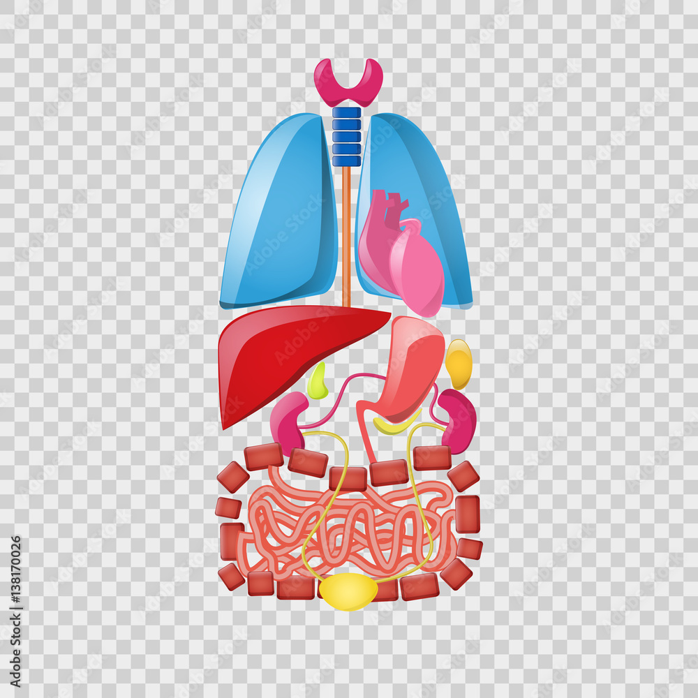 Cartoon bright internal organs set on the overlay checkered background ...