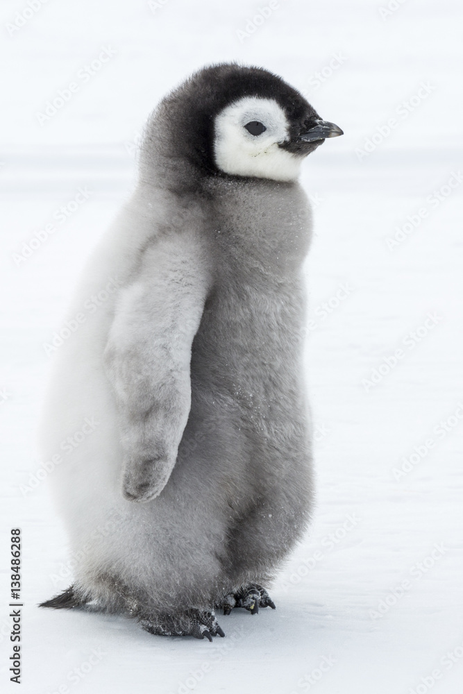 Emperor Penguin Chick Stock Photo | Adobe Stock