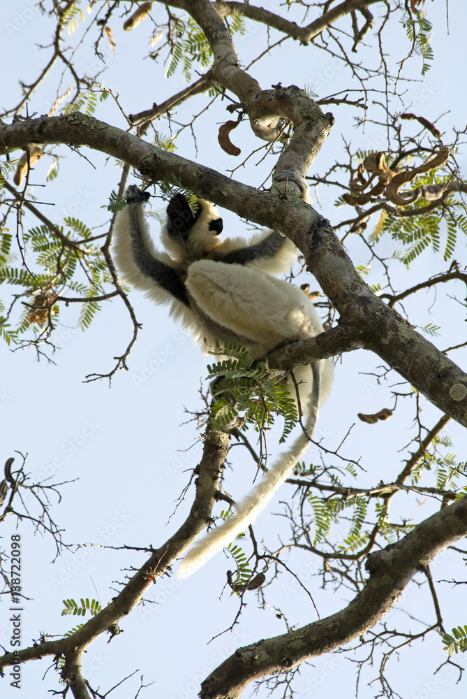 Propithèque de Coquerel, Sifaka de Coquerel, Lémurien, Propithecus ...