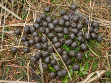 Deer Droppings Free Stock Photo - Public Domain Pictures
