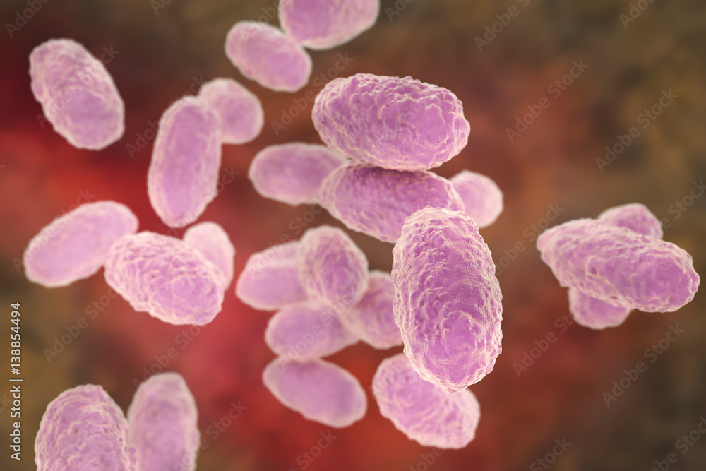 Bacteria Bordetella pertussis, 3D illustration. Gram-negative ...