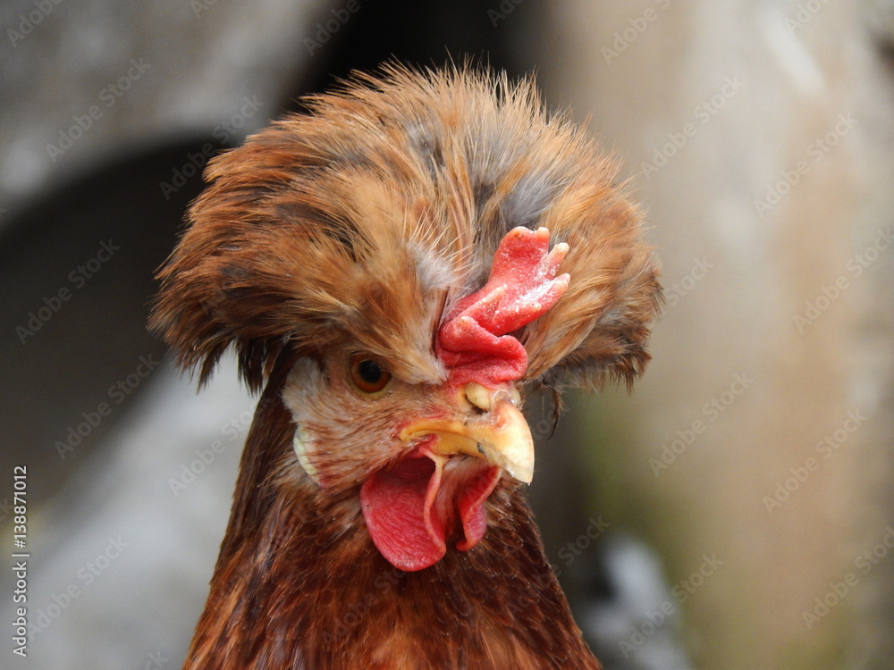 Chicken head with tuft. Silver-gray tint by Legbar breed Stock Photo ...