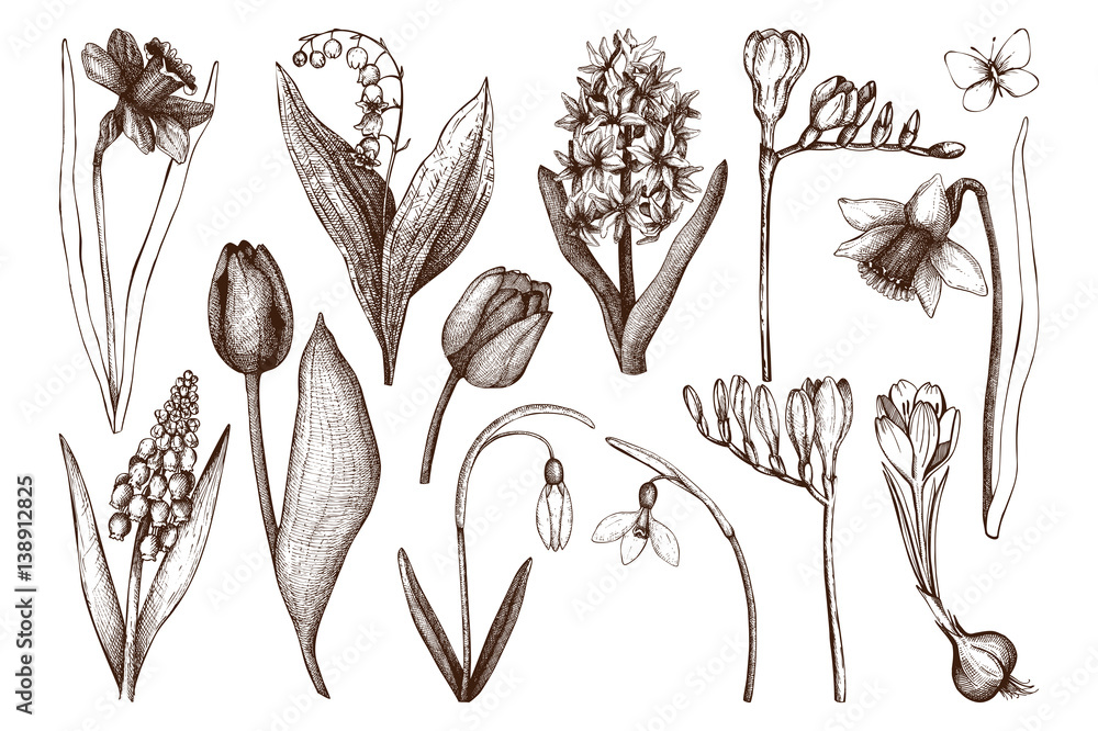 Vector collection of hand drawn spring flowers sketch. Botanical ...
