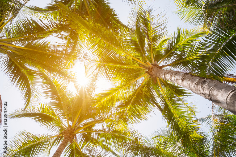 Coconut tree and sunshine. Stock Photo | Adobe Stock