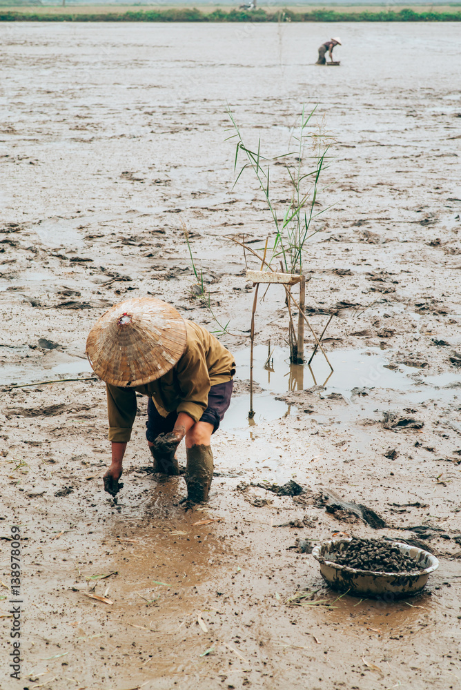 Stock-Foto „Collecting sea snails in Vietnam“ | Adobe Stock