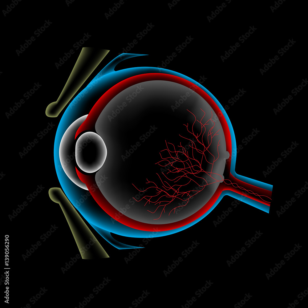 Ocular ultrasound, eye anatomy scan Stock Vector | Adobe Stock