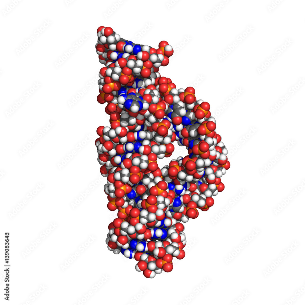 Hammerhead ribozyme is an RNA molecule that catalyzes targeted RNA ...