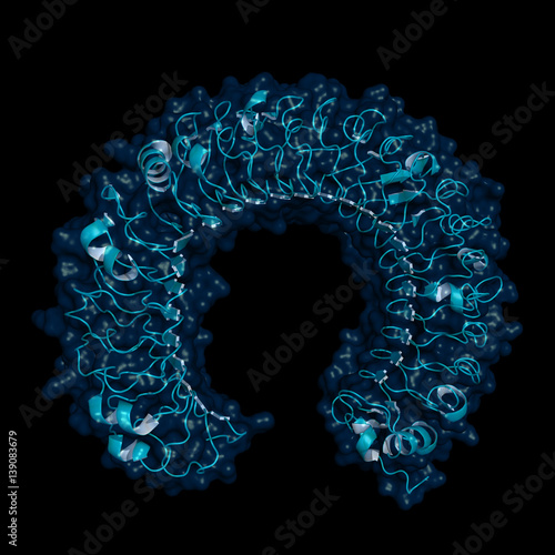 Toll-like receptor 3 (TLR3) ectodomain. Cartoon model with semi ... Toll-like receptor 3 (TLR3) ectodomain. Cartoon model with semi ...
