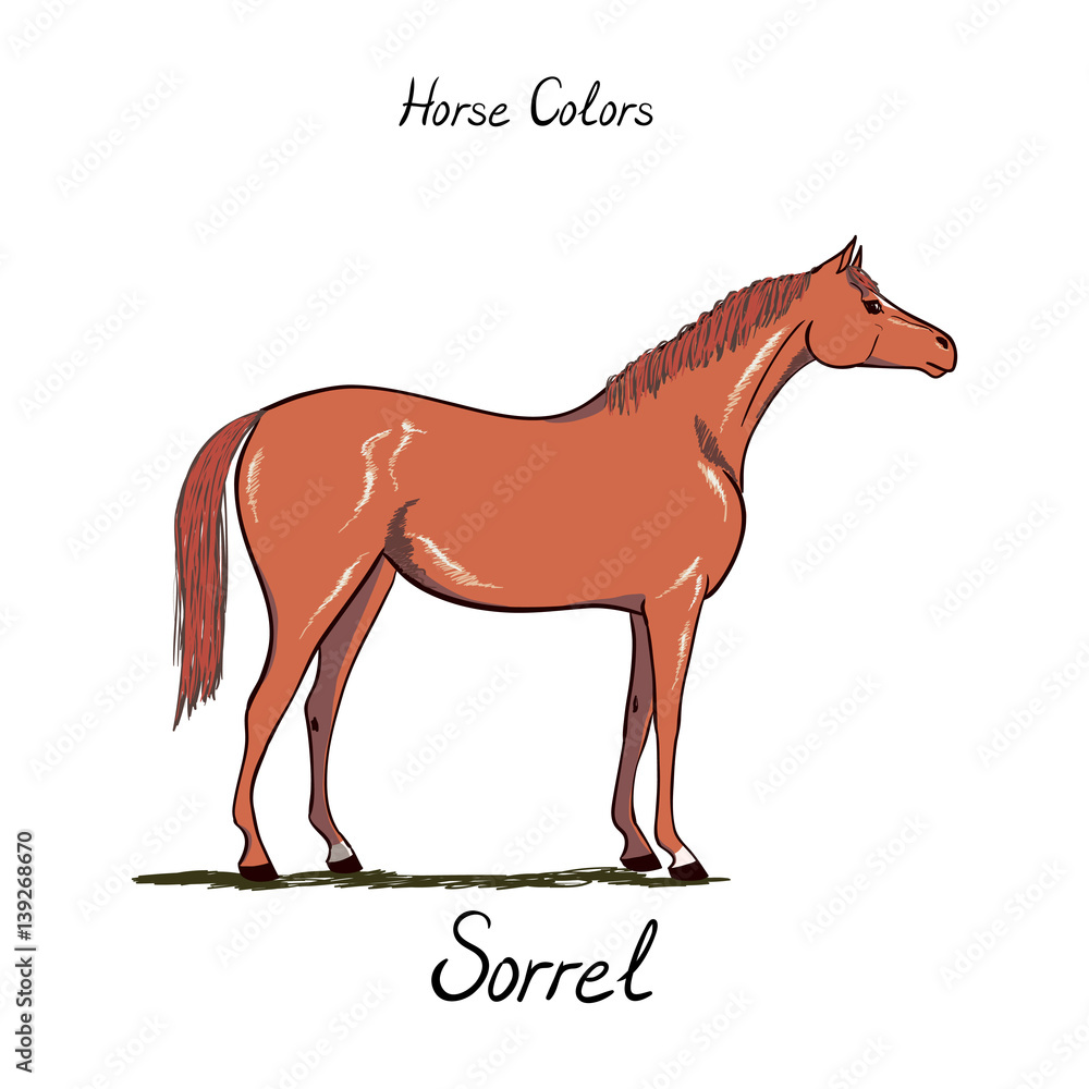 Horse color chart. Equine coat colors with text. Equestrian scheme ...