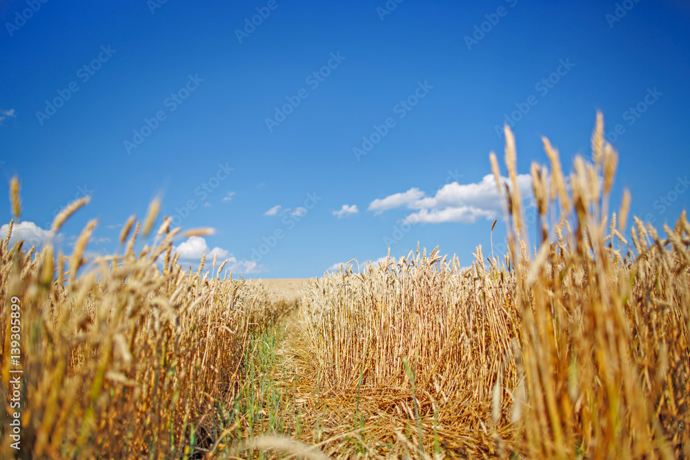 Blue sky and a field of wheat. Flag of Ukraine in nature. A serene ...