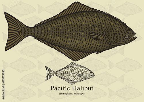 Pacific Halibut. Vector illustration for artwork in small sizes ...