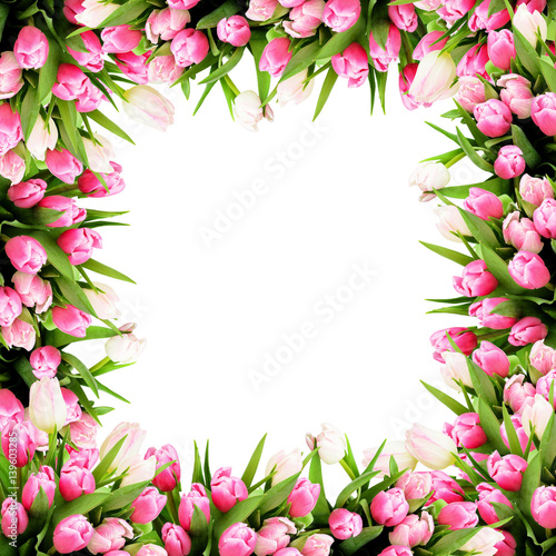 Pink tulip flowers frame Stock Photo | Adobe Stock