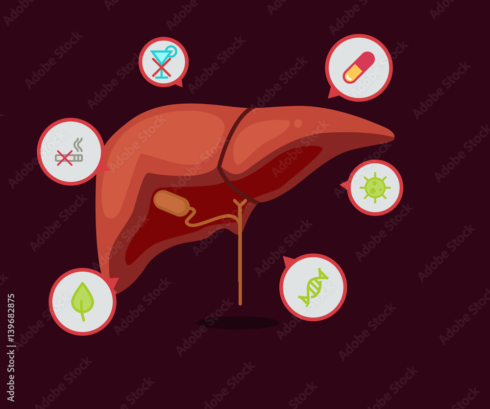 Liver vector illustration Stock Vector | Adobe Stock