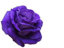 Single Violet Rose Free Stock Photo - Public Domain Pictures