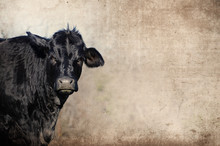 Black Cow Free Stock Photo - Public Domain Pictures