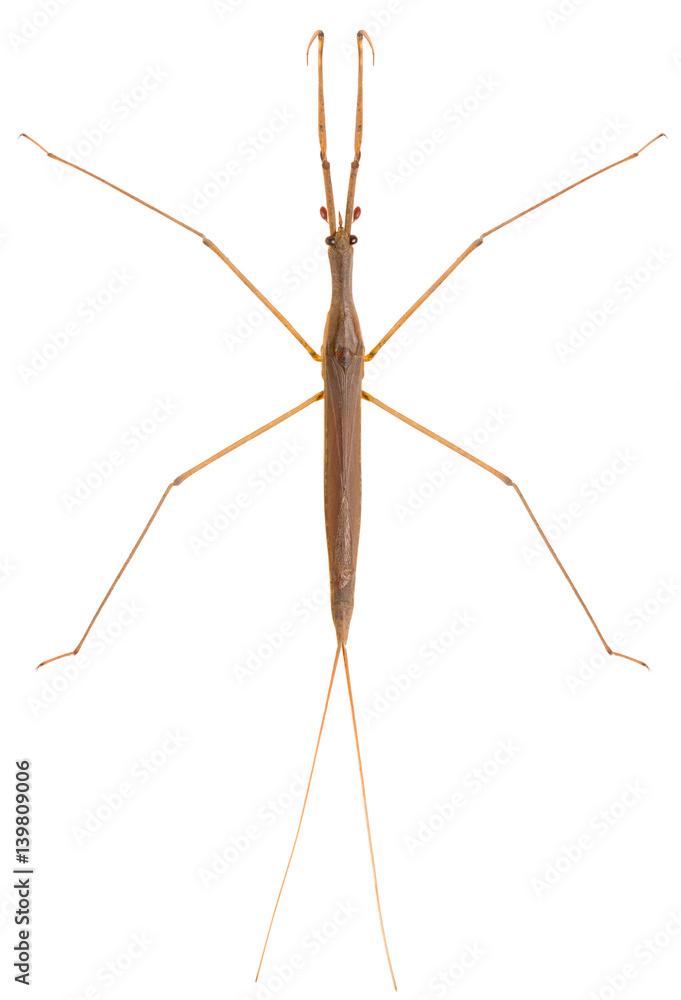Waterscorpion needle bug Ranatra linearis or water stick insect ...