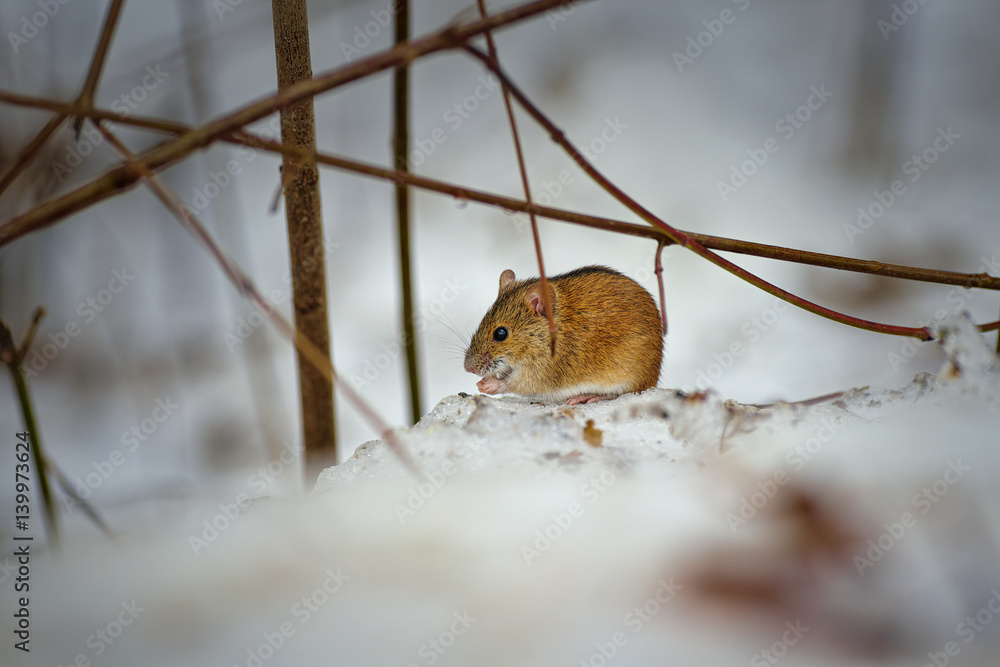 striped field mouse (Apodemus agrarius) Stock Photo | Adobe Stock