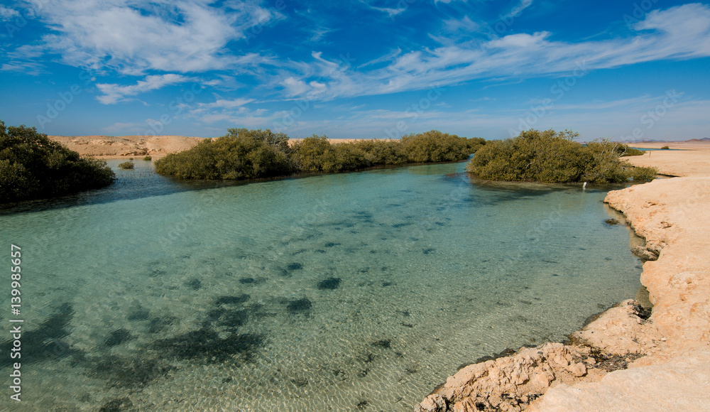 Unusual Mangrove forest and young mangrove trees in the desert in Ras ...
