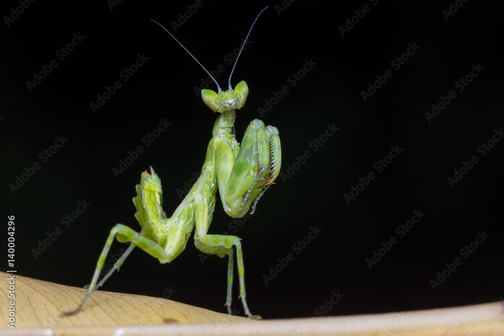 alien, ambush, animal, arthropod, background, Mantis from family ...