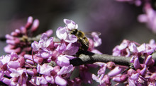 Bumble Bee On Redbud Blooms Free Stock Photo - Public Domain Pictures
