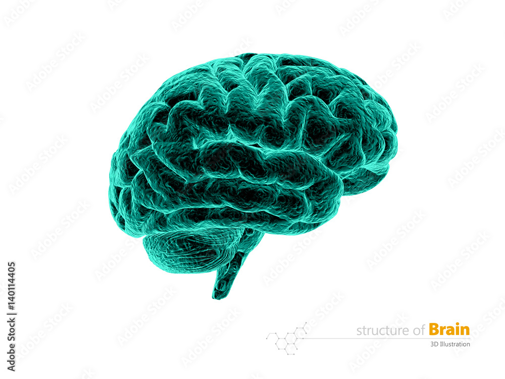 Human brain, x-ray, anatomy structure. Human brain anatomy 3d ...