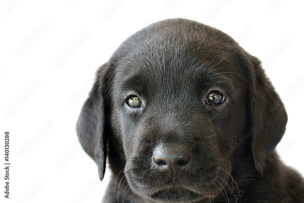Black Labrador Puppy Close Up Face White Background Cute Stock Photo ...