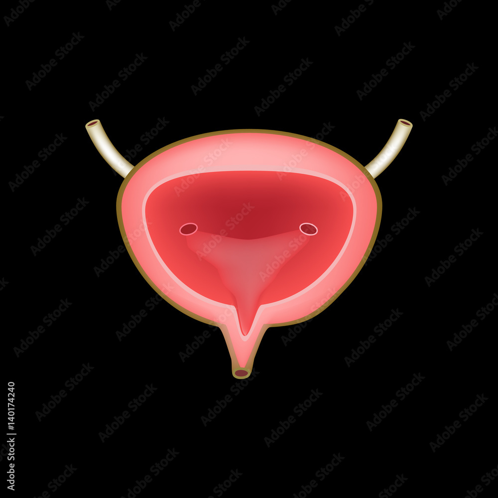 Anatomical structure of the Urinary bladder. Infographics. Vector ...