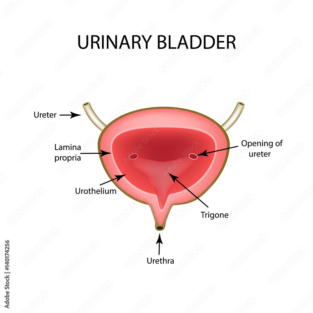 Anatomical structure of the Urinary bladder. Infographics. Vector ...